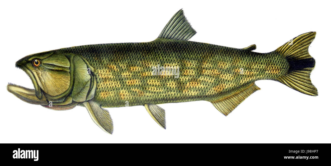 Salminus brasiliensis hi-res stock photography and images - Alamy