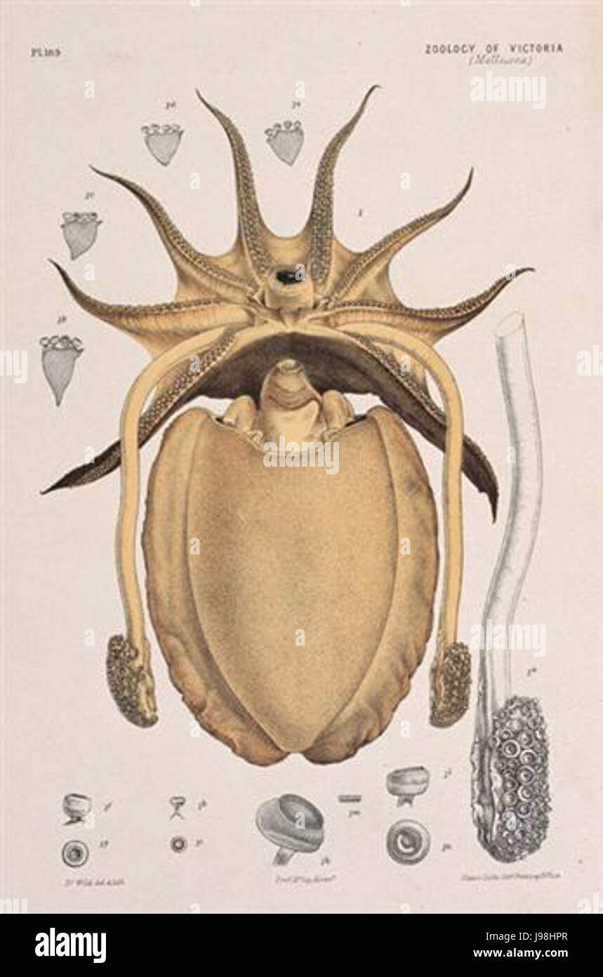 Sepia apama 2 by John James Wild Stock Photo - Alamy