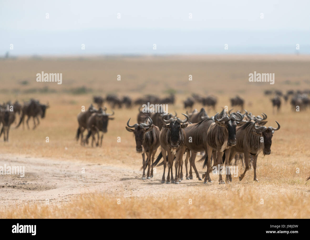 Wildebeest Group during Migration Stock Photo - Alamy