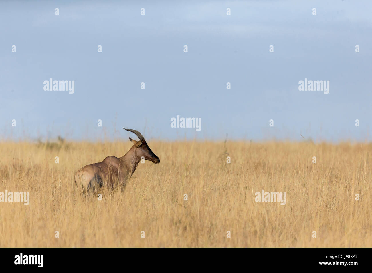 Topi antelope female hi-res stock photography and images - Alamy
