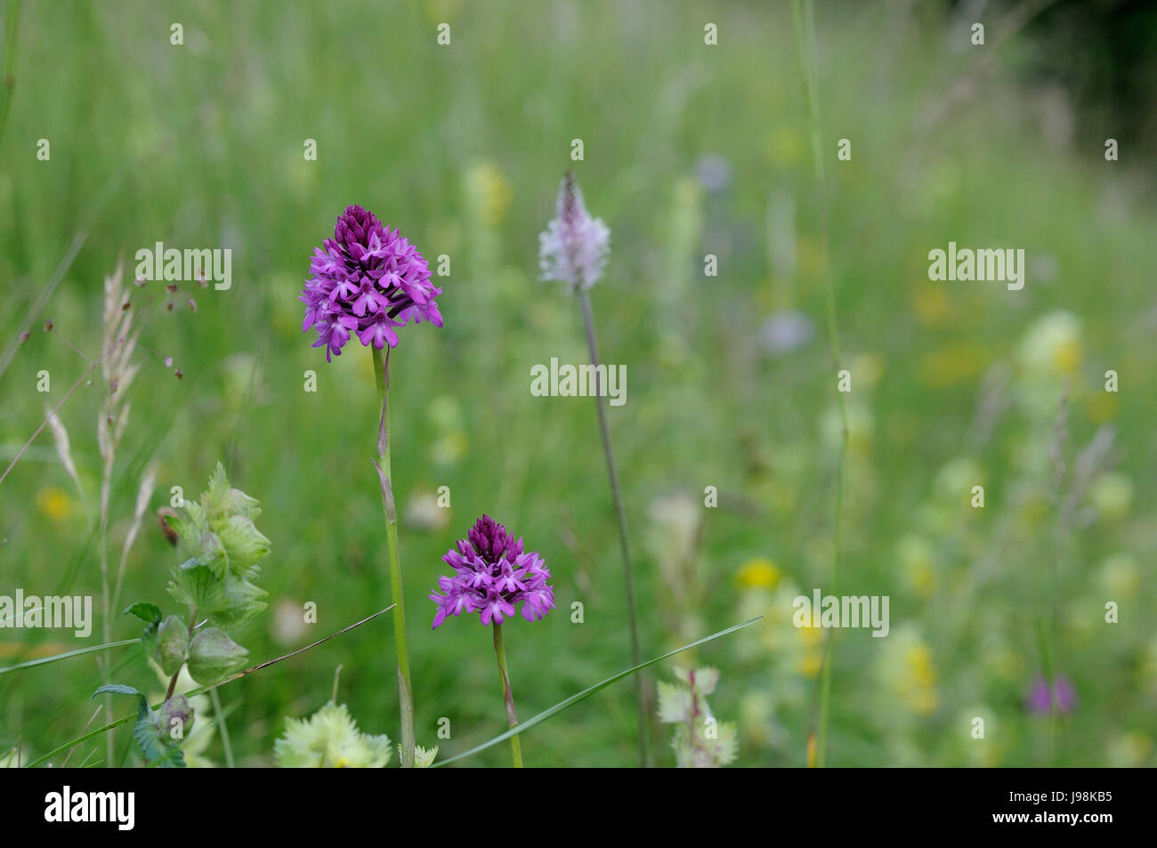Pyramidal orchids in an alpine meadow Stock Photo - Alamy