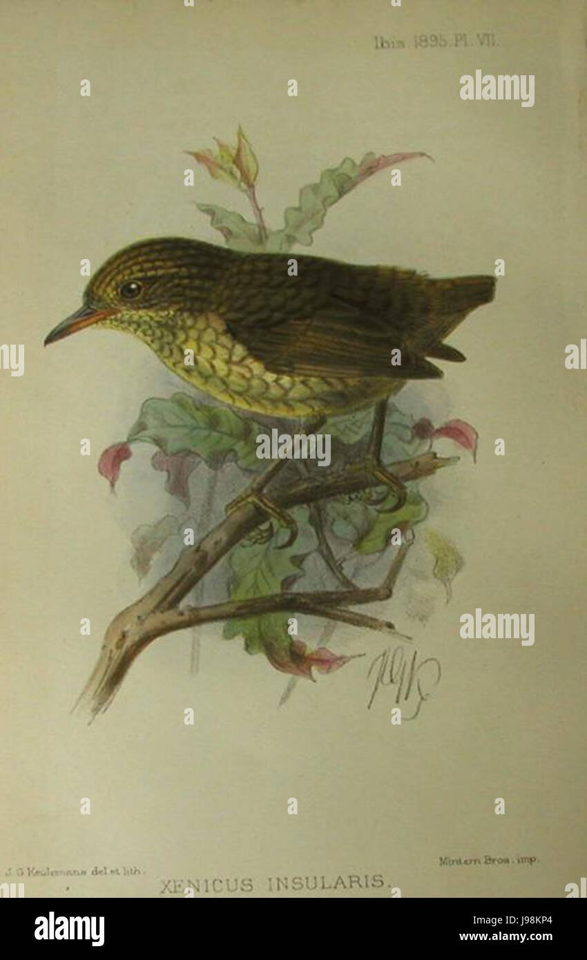 Stephens island wren hi-res stock photography and images - Alamy