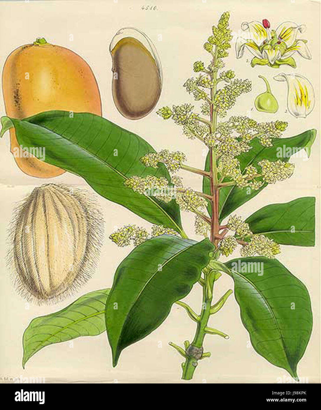 The Botanical Magazine. Mango Stock Photo - Alamy
