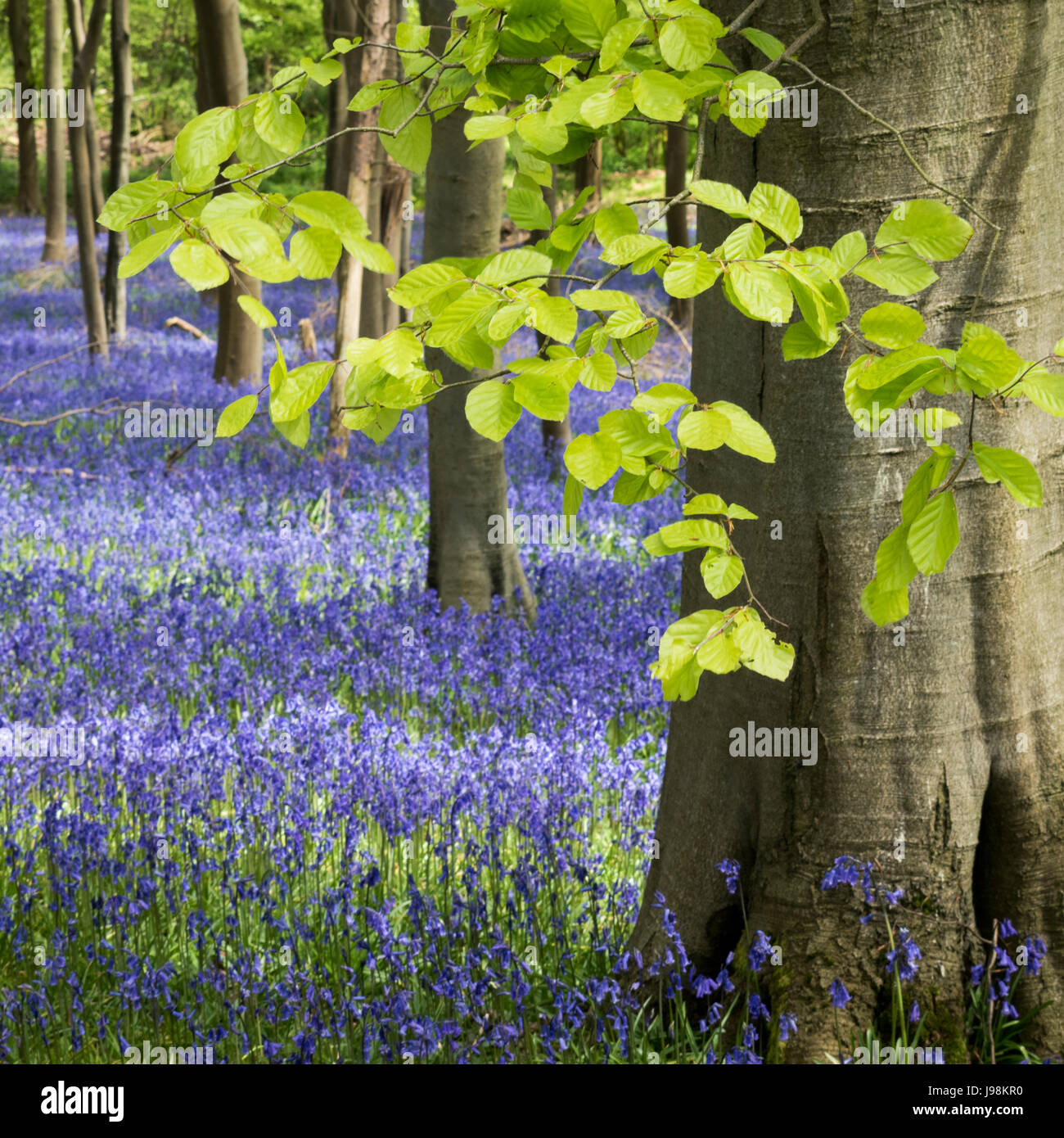 English Bluebells in a woodland setting Stock Photo - Alamy