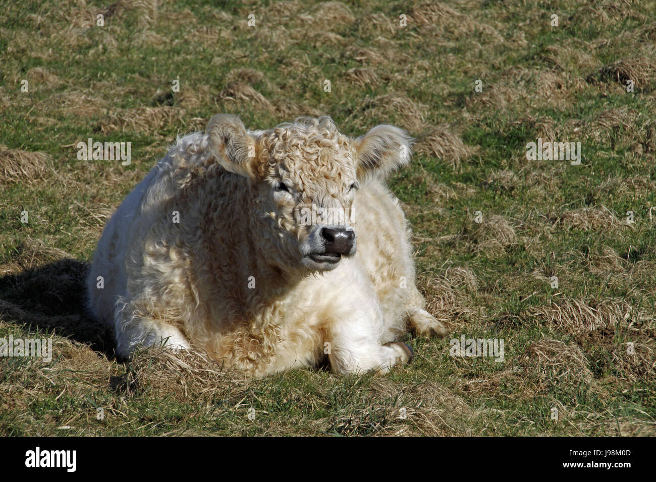 Gallowayrind hi-res stock photography and images - Alamy