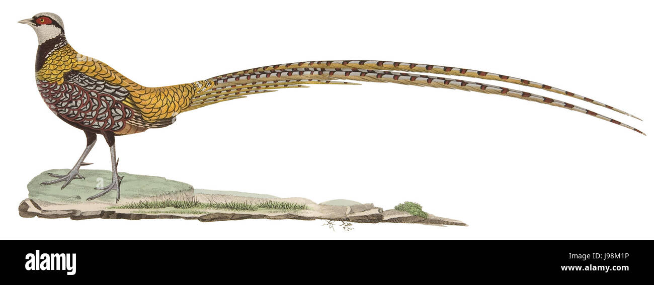 Syrmaticus reevesii 1838 Stock Photo - Alamy