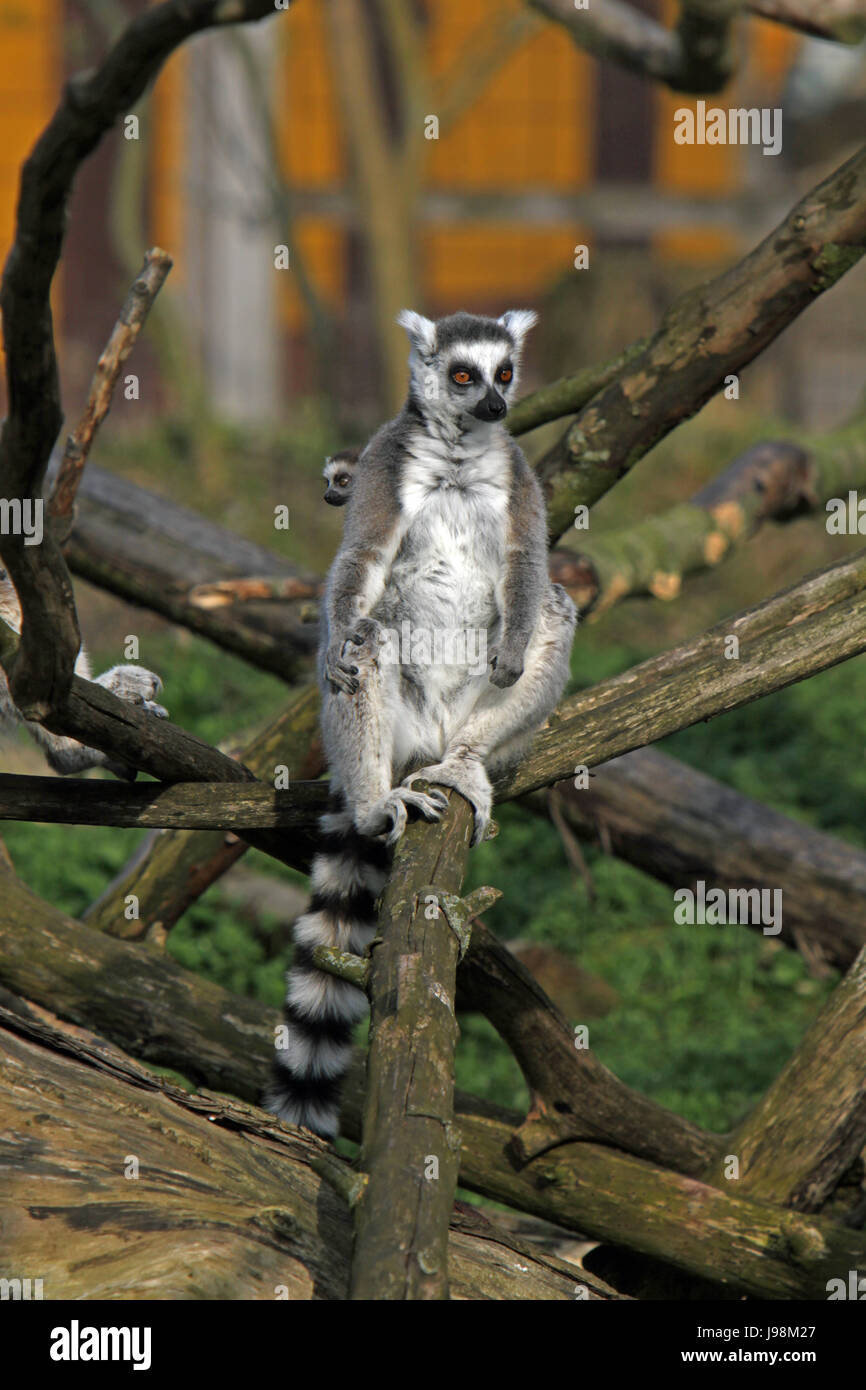 Kattafamilie hi-res stock photography and images - Alamy