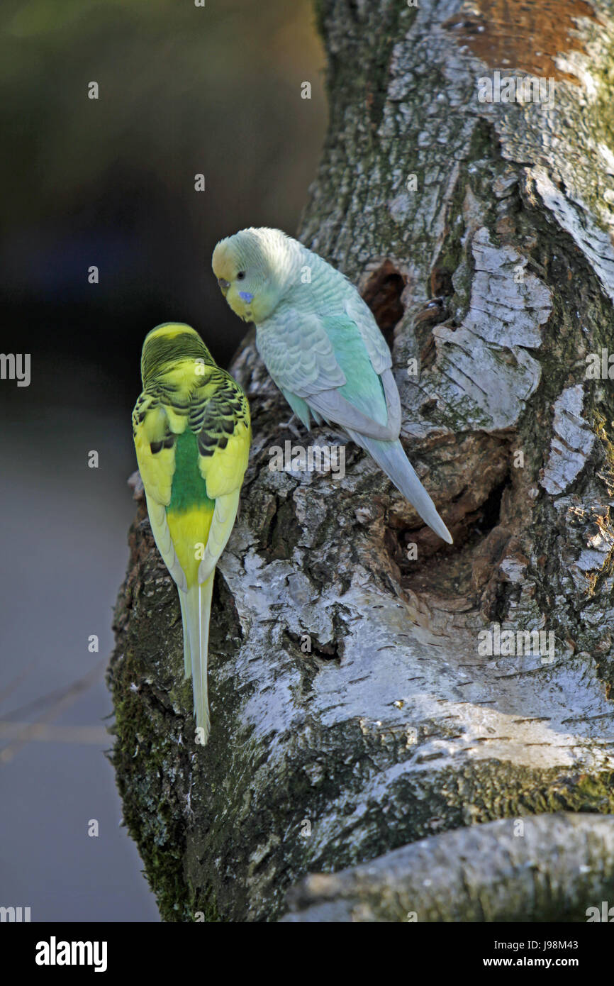 budgies in a free-flight aviary Stock Photo - Alamy