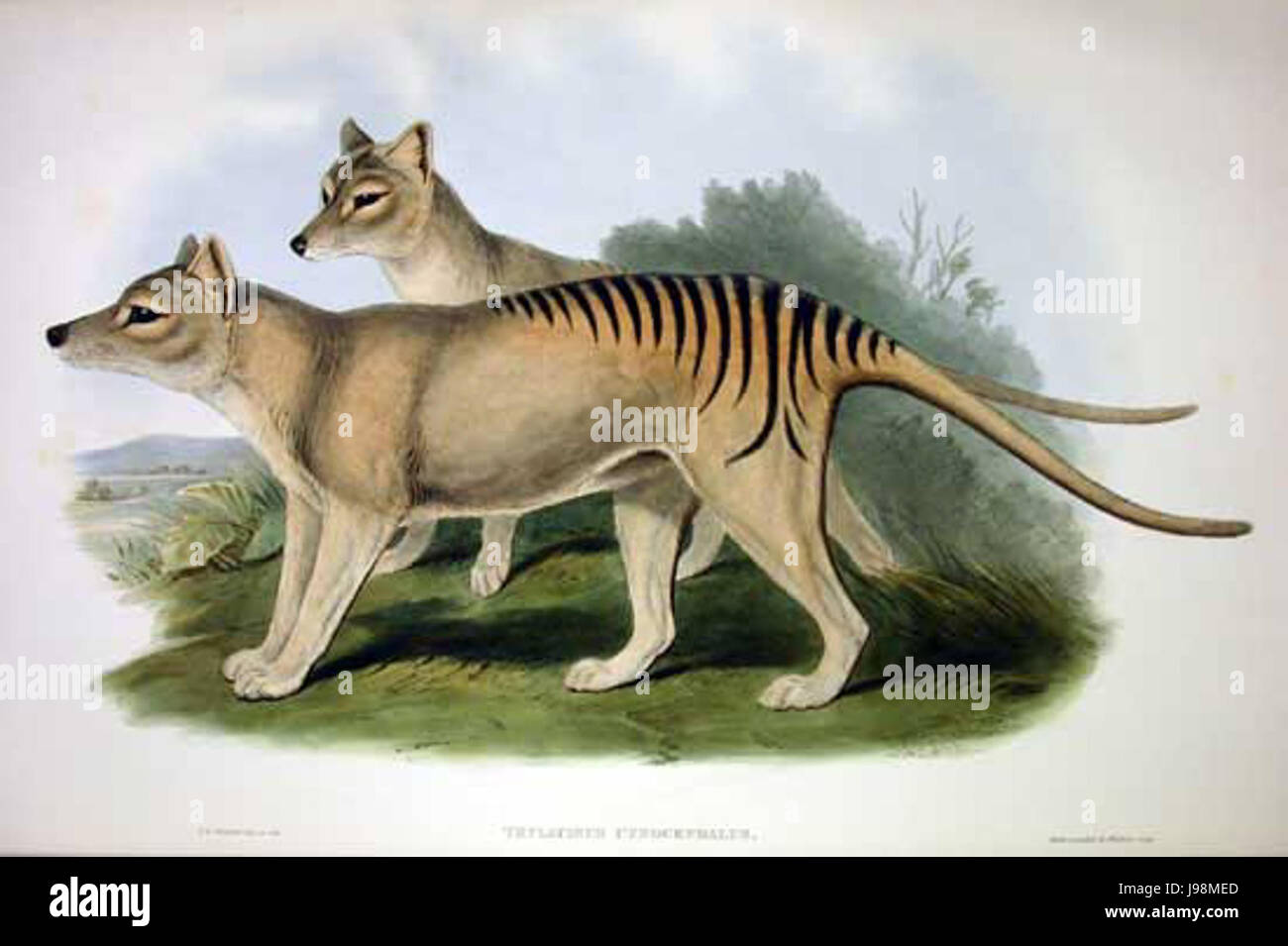 Thylacinus cynocephalus hi-res stock photography and images - Alamy