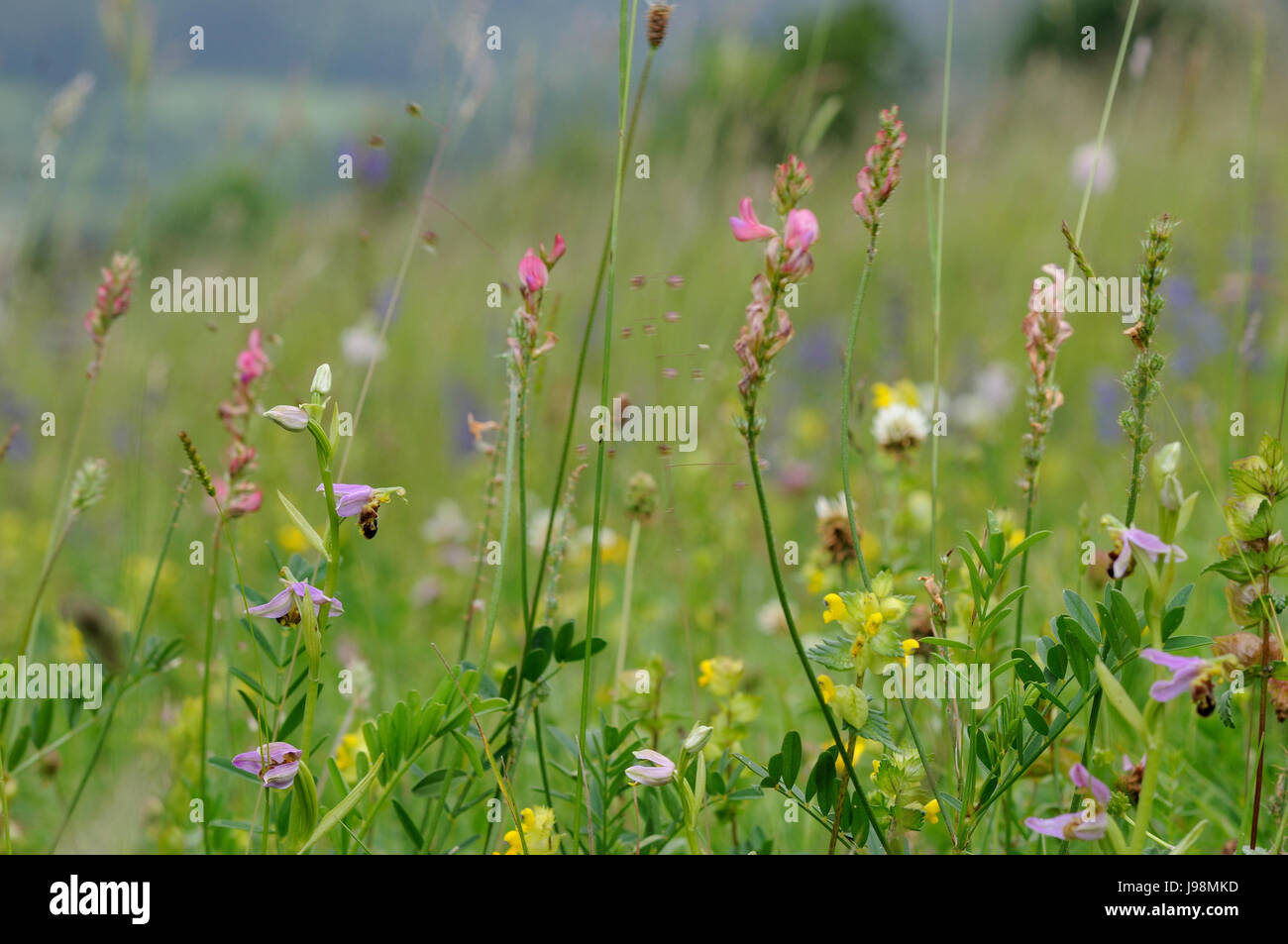 Wildflowers in an alpine meadow in Switzerland Stock Photo - Alamy