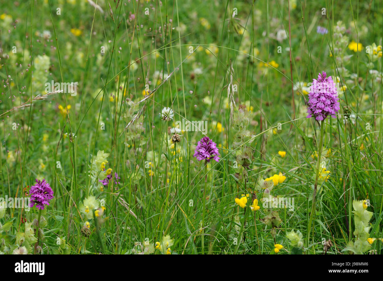 Alpine orchids hi-res stock photography and images - Alamy