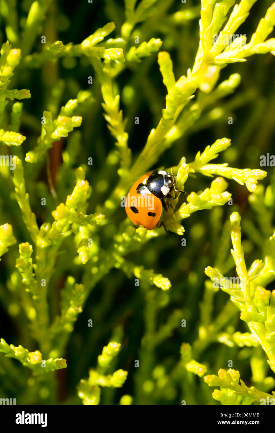 tree, animal, insect, green, wild, outdoor, outside, wildlife, bug ...