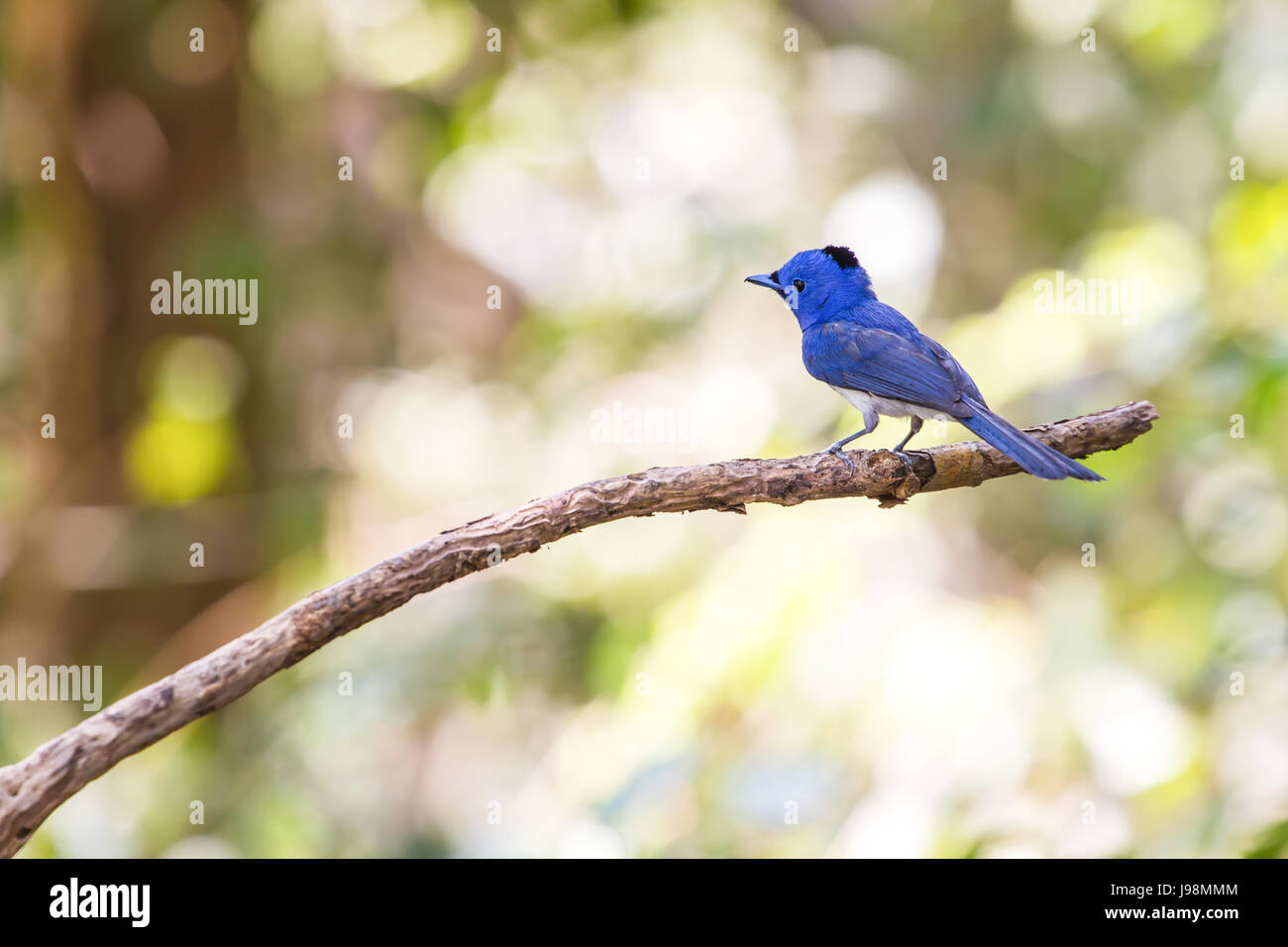 Hypothymis azurea hi-res stock photography and images - Alamy