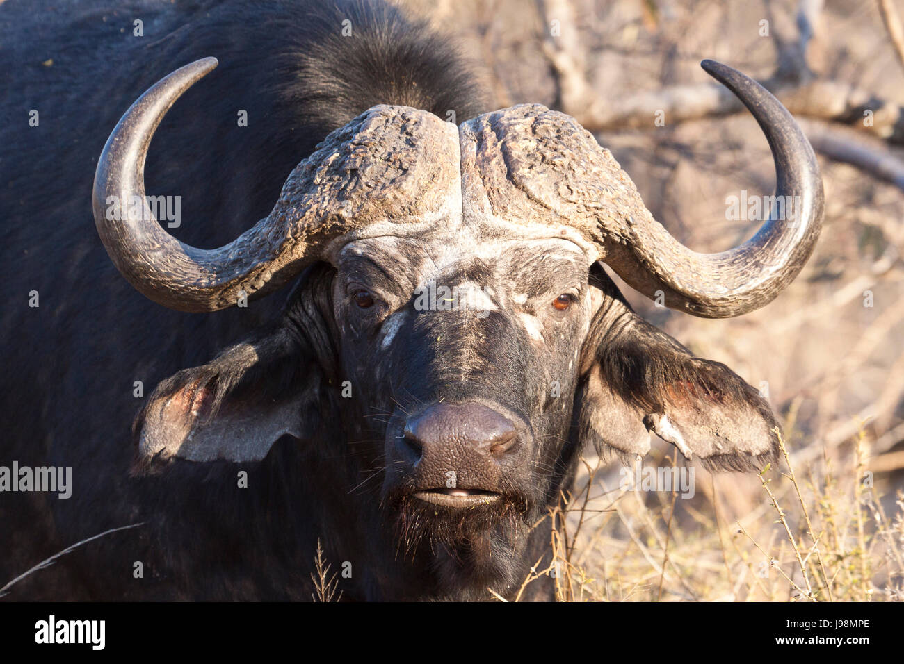 Wildes tierfoto hi-res stock photography and images - Alamy