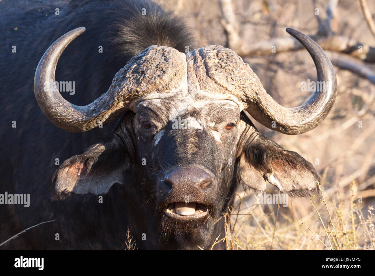 Wildes tierfoto hi-res stock photography and images - Alamy