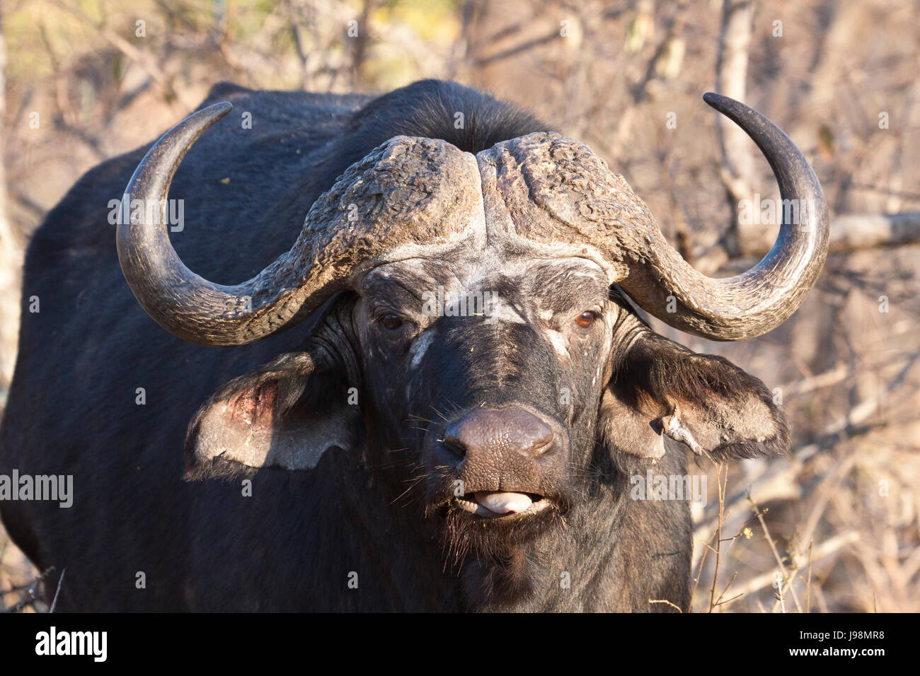 Wildes tierfoto hi-res stock photography and images - Alamy