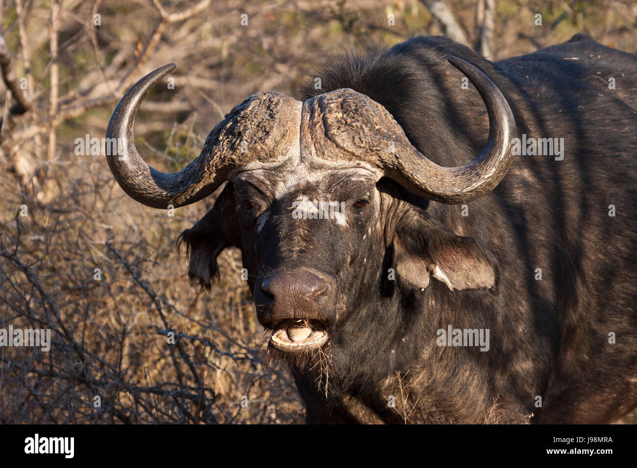wild, horizontal, step, tier, single, animal, wild, africa, portrait ...