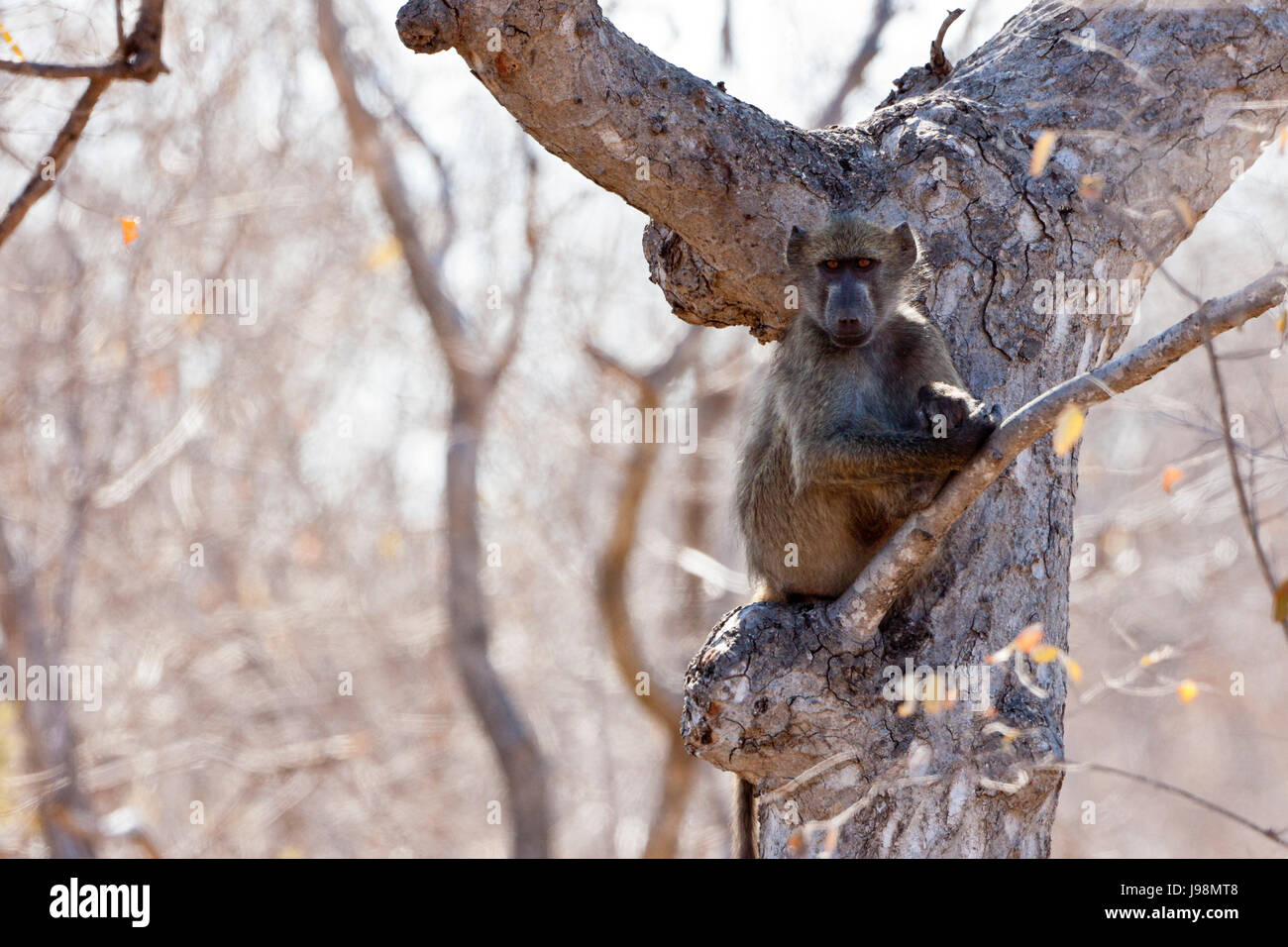 monkey in the african bush Stock Photo - Alamy