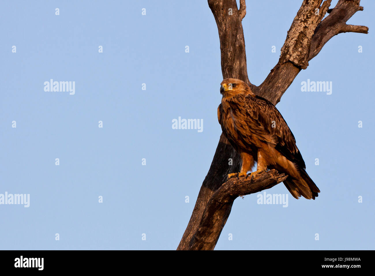 eagle at sunrise Stock Photo - Alamy