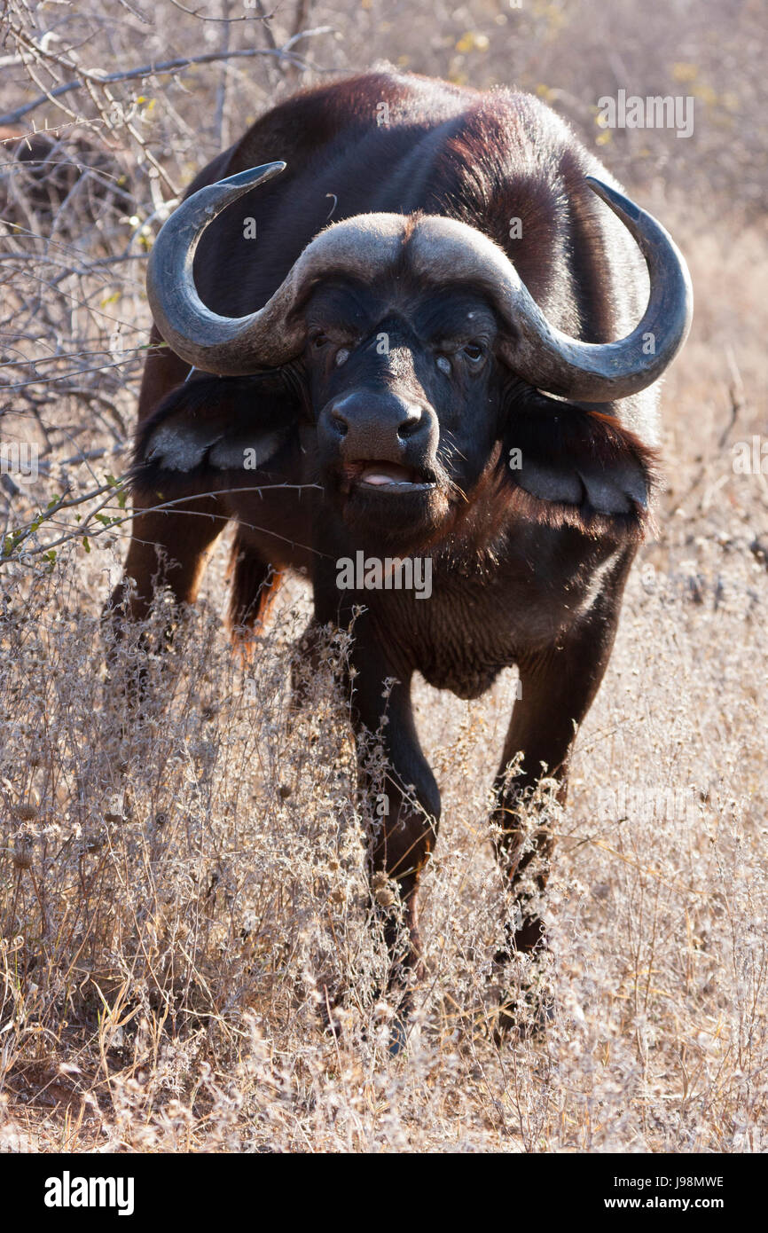 wild, step, tier, single, animal, wild, africa, portrait, horn ...