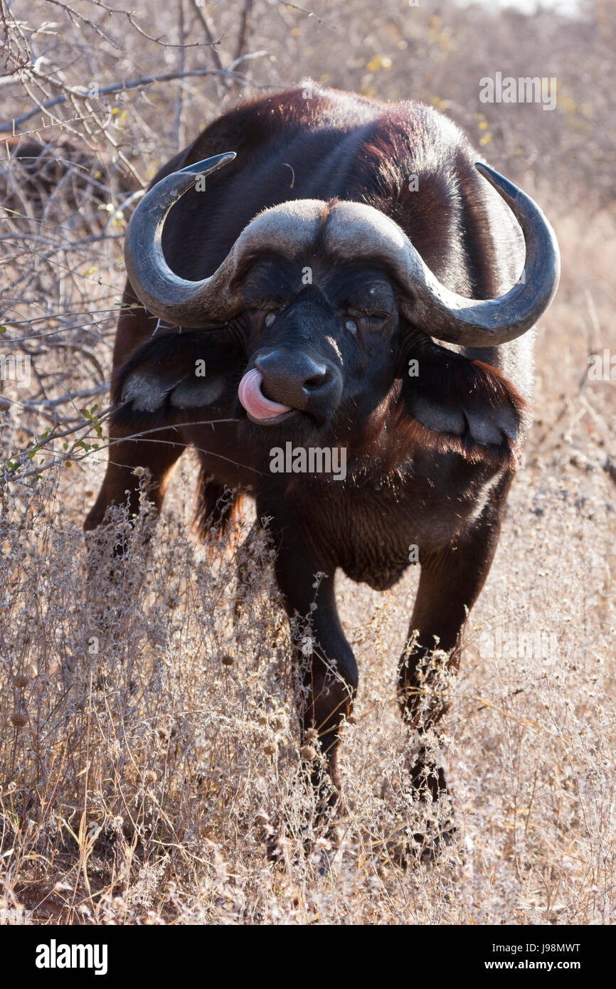 wild, step, tier, single, animal, wild, africa, portrait, horn ...