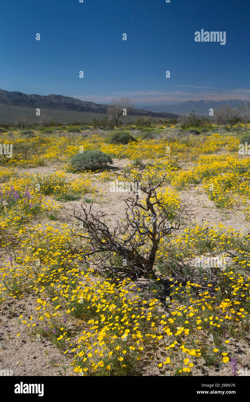 Spring desert wildflowers blooming in Joshua Tree National Park ...
