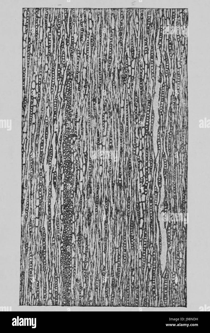 Oak trees leaves acorns Black and White Stock Photos & Images - Alamy