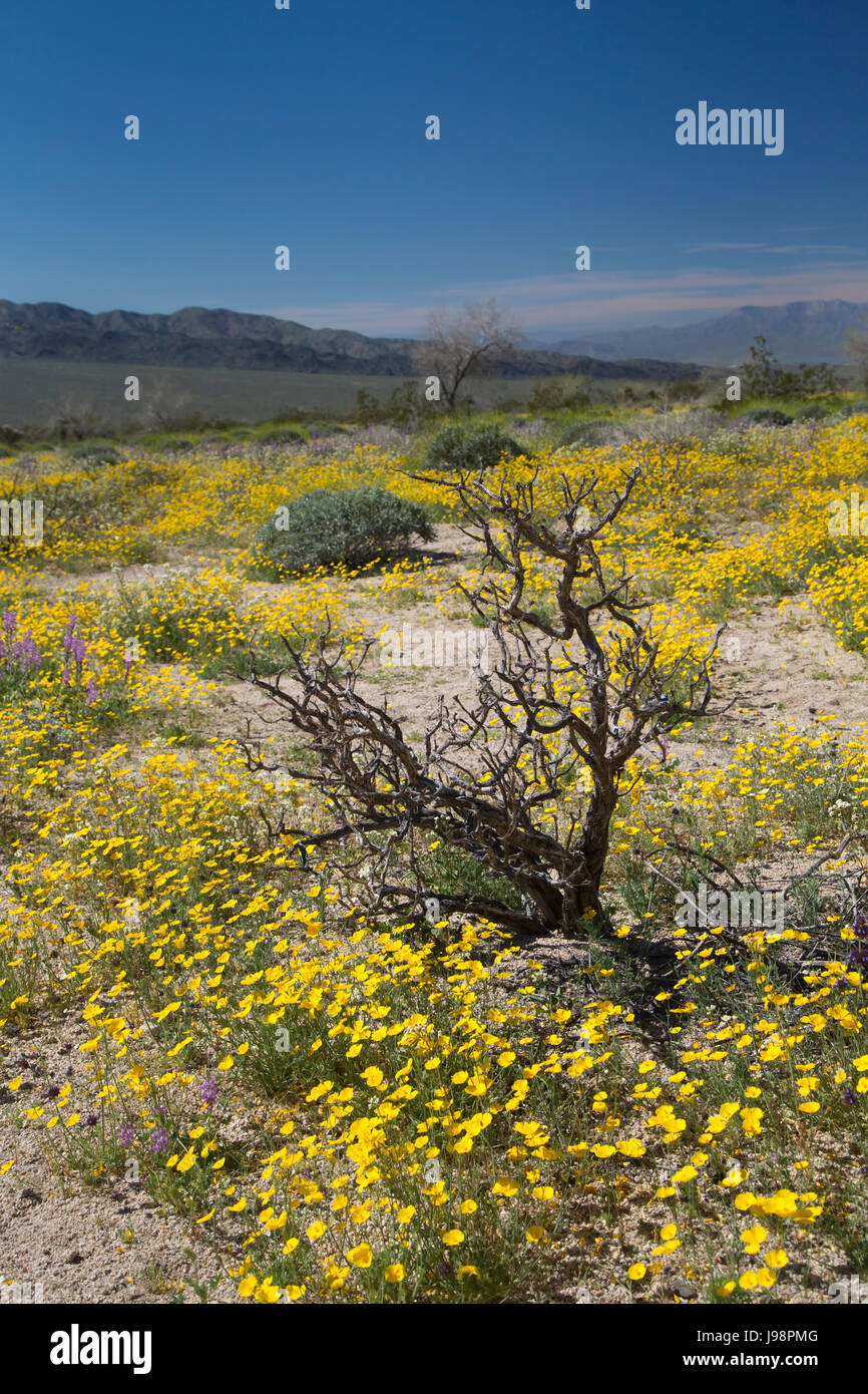 California desert wildflowers hi-res stock photography and images - Alamy