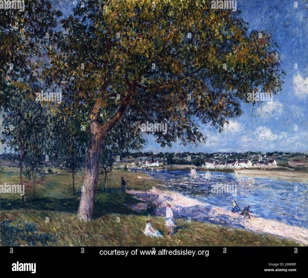 Walnut Tree in a Thomery Field large Stock Photo - Alamy