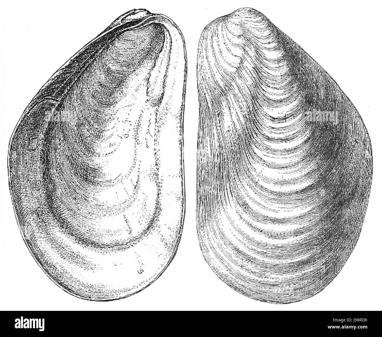 Modiolus hi-res stock photography and images - Alamy