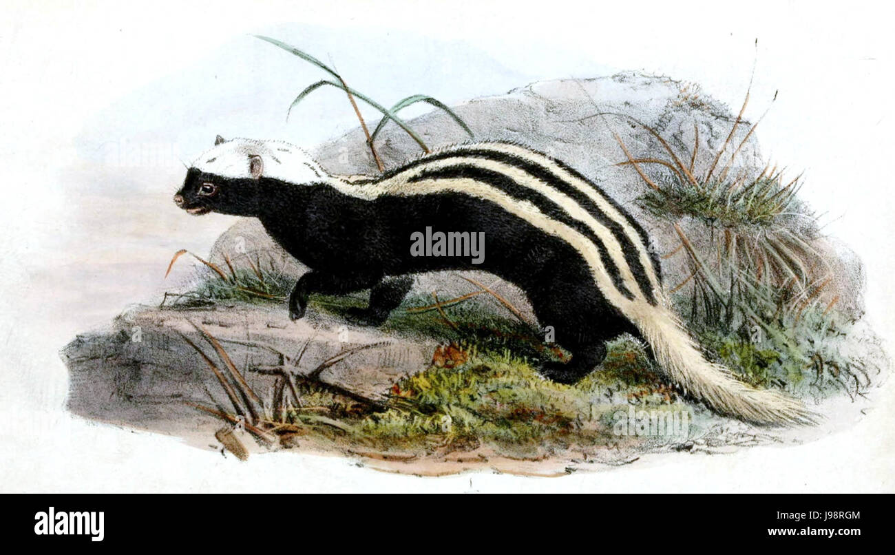 Zorilla polecat hi-res stock photography and images - Alamy
