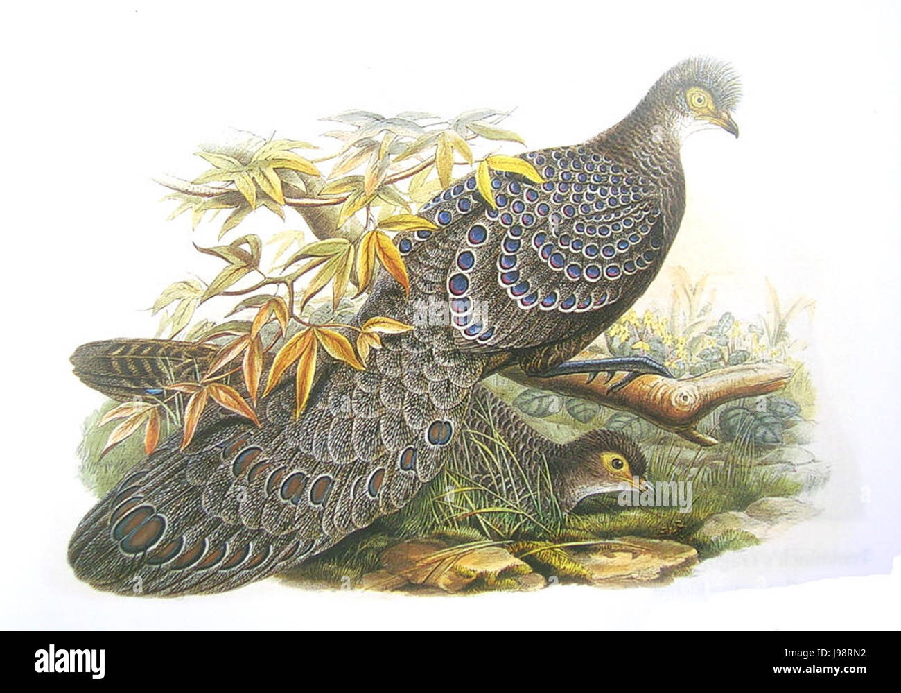 Habitat of pheasant Cut Out Stock Images & Pictures - Alamy