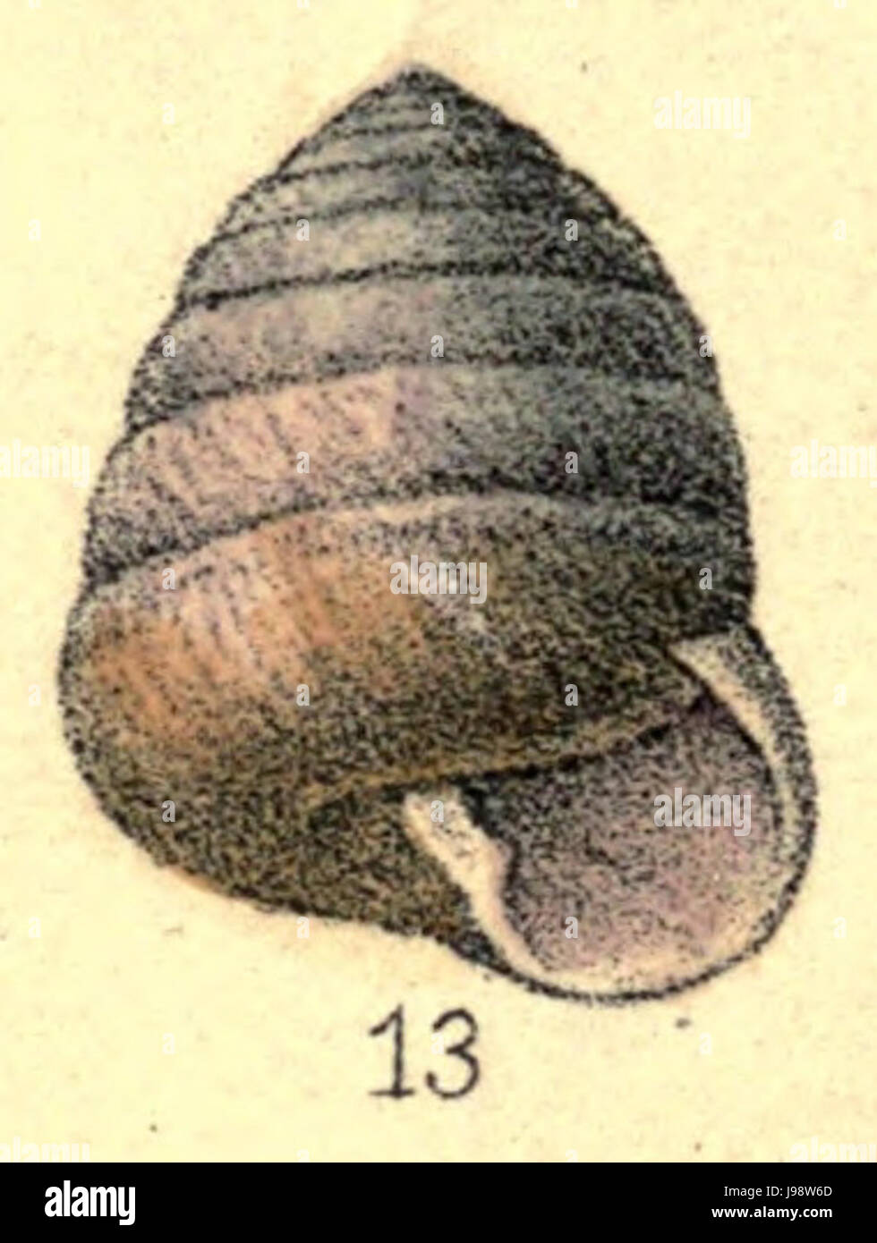 Sagda torrefacta shell Stock Photo - Alamy