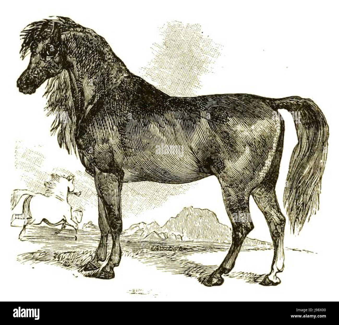 Page 448 Boy Travellers Australasia Stock Photo - Alamy