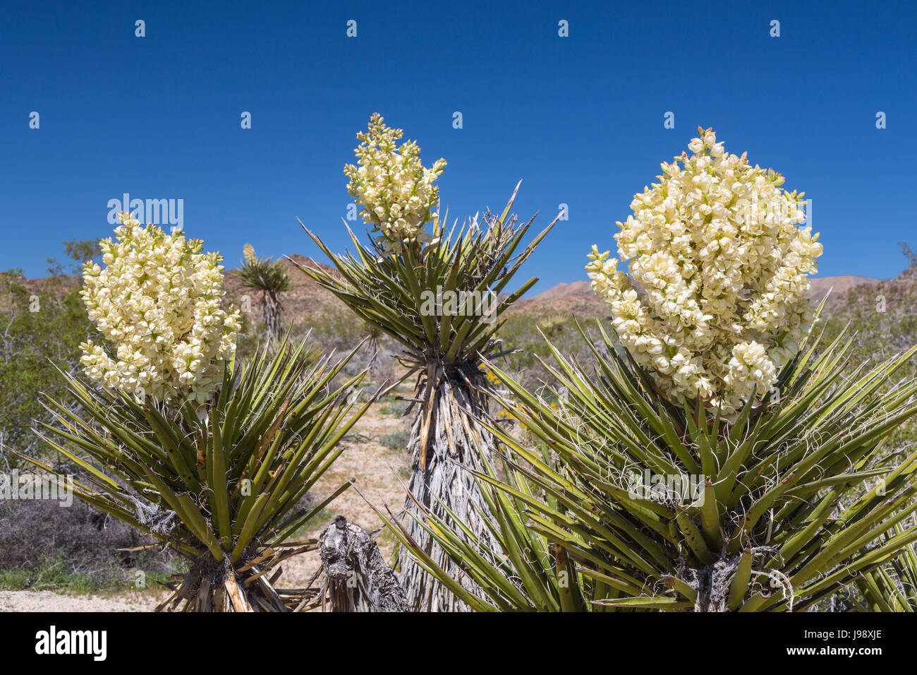 Large white yucca blossoms in Joshua Tree National Park, California ...