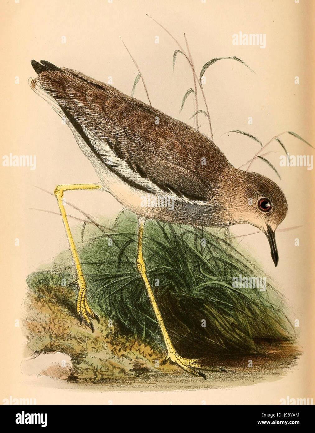 Vanellus leucurus 1865 Stock Photo - Alamy