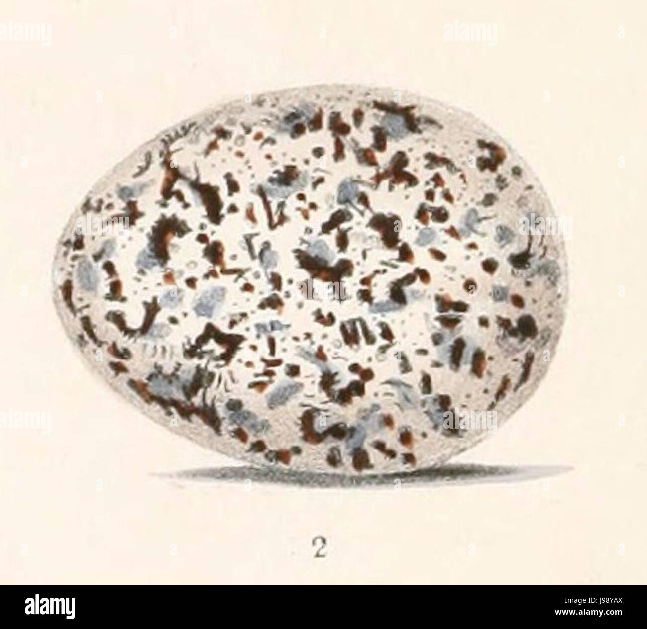 Pitta versicolor egg 1867 Stock Photo - Alamy