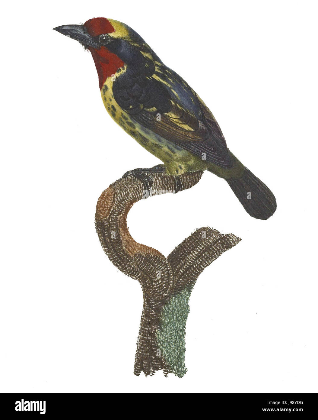 23 birds Cut Out Stock Images & Pictures - Alamy