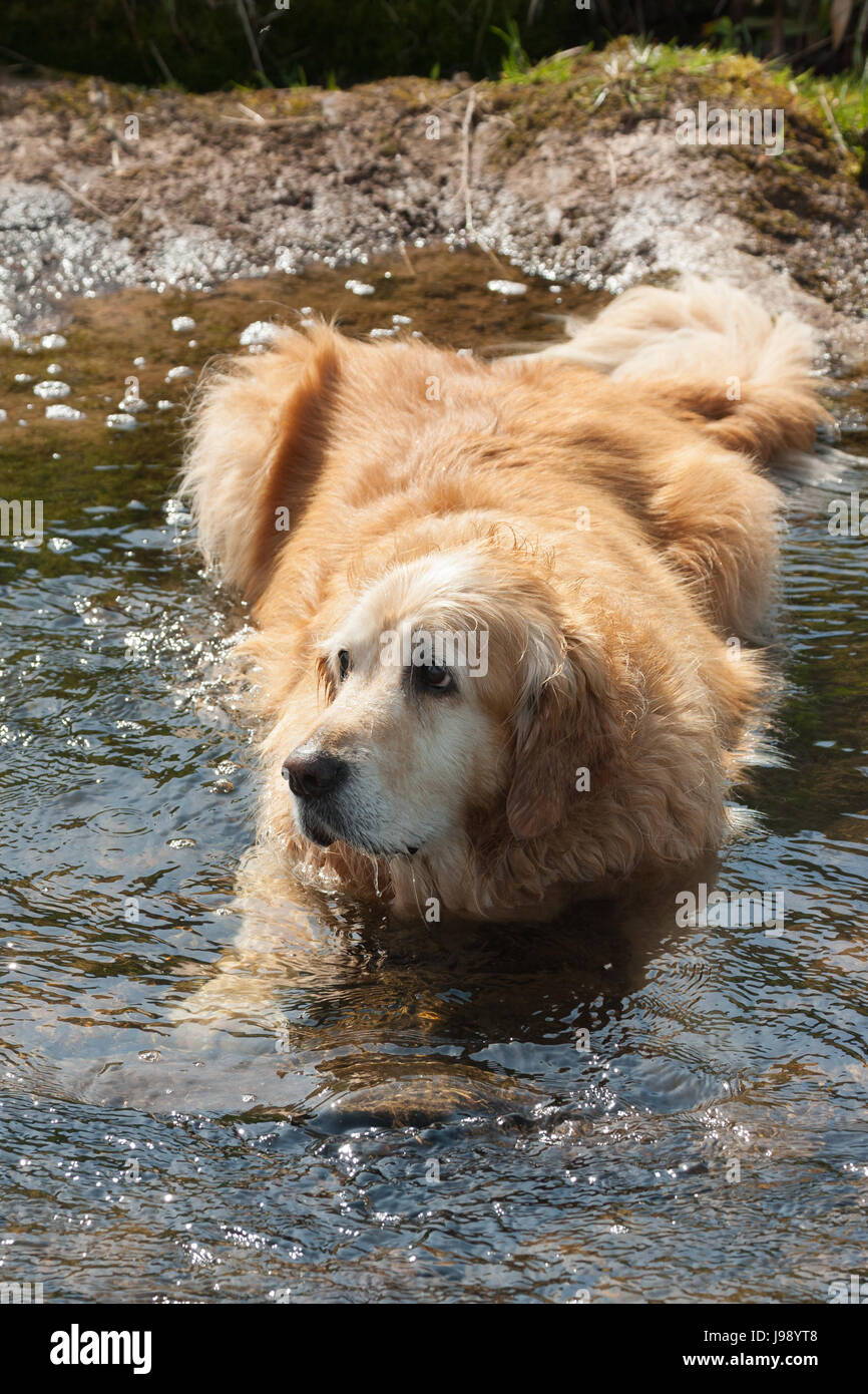 dog cooling off in river Stock Photo - Alamy