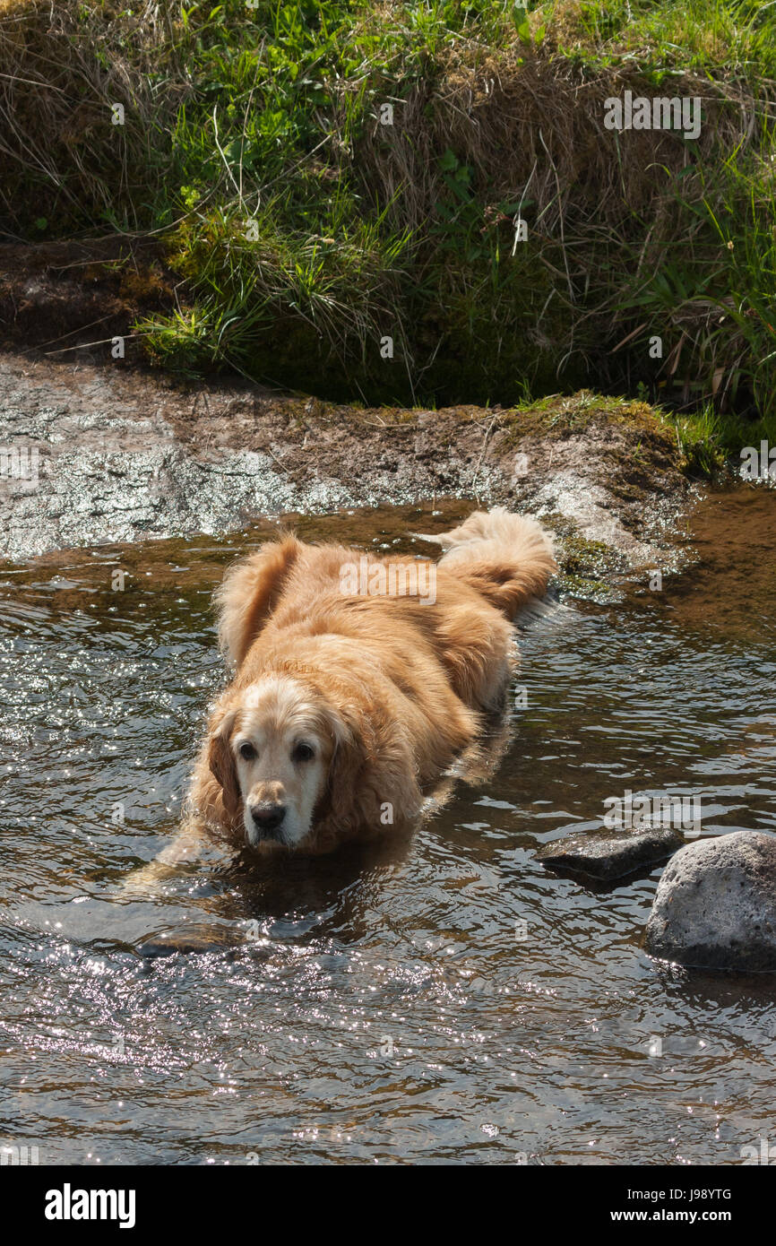 dog sitting in river Stock Photo - Alamy