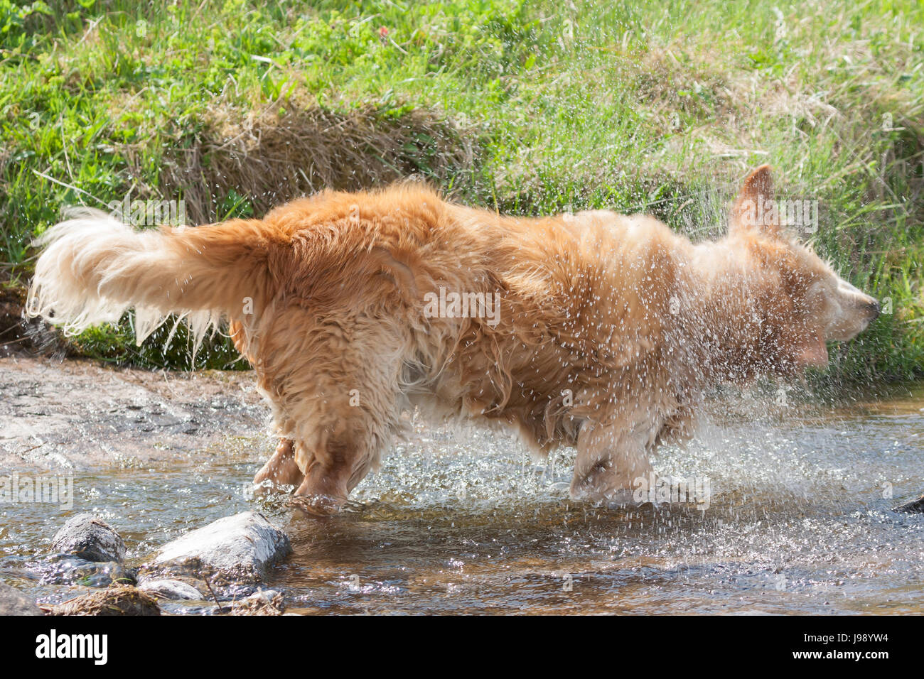 dog shaking off water in river Stock Photo - Alamy