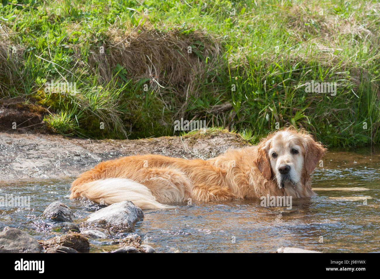 dog in river Stock Photo - Alamy