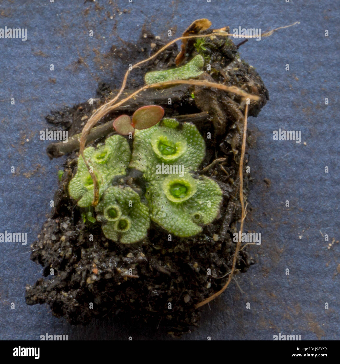 Liverwort (marchantia polymorpha) hi-res stock photography and images ...