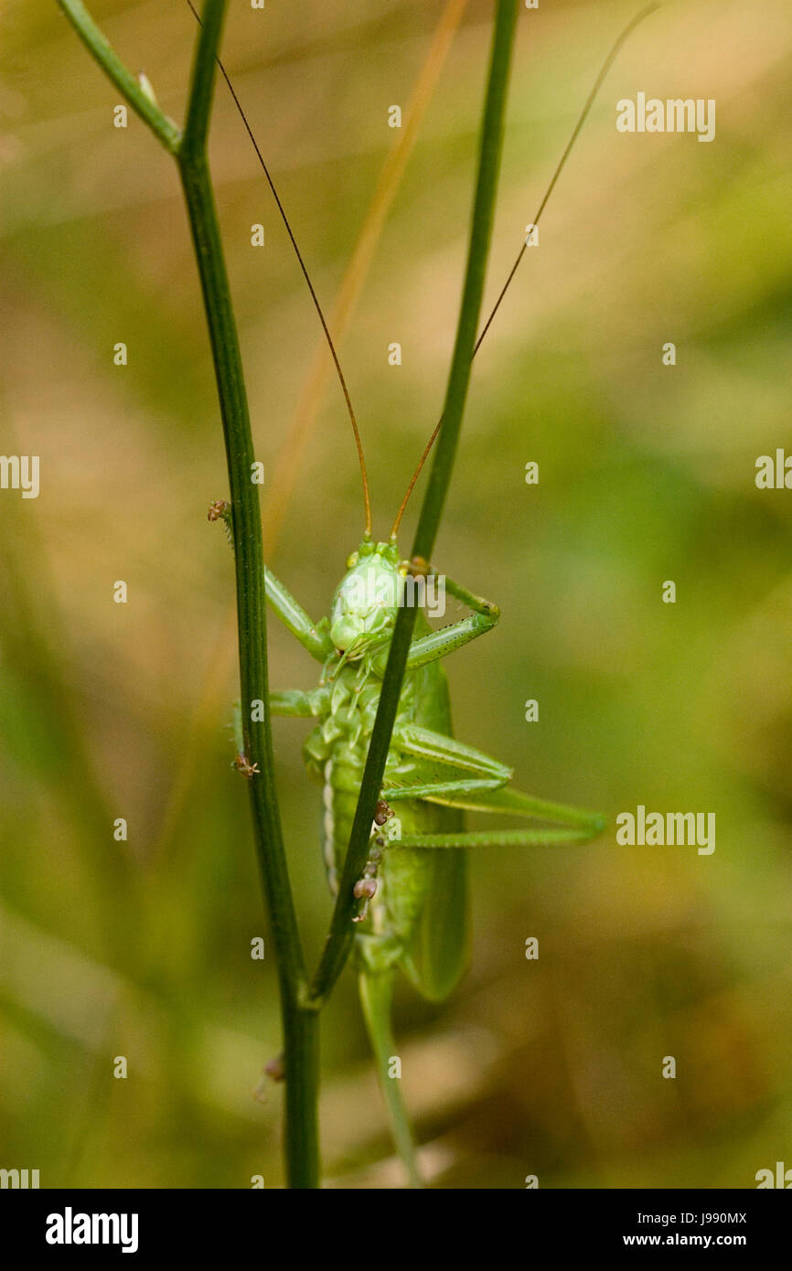 macro, close-up, macro admission, close up view, animal, bush ...