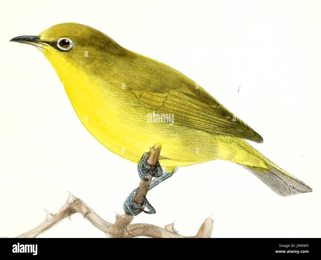 Zosterops palpebrosus siamensis 1876 Stock Photo - Alamy
