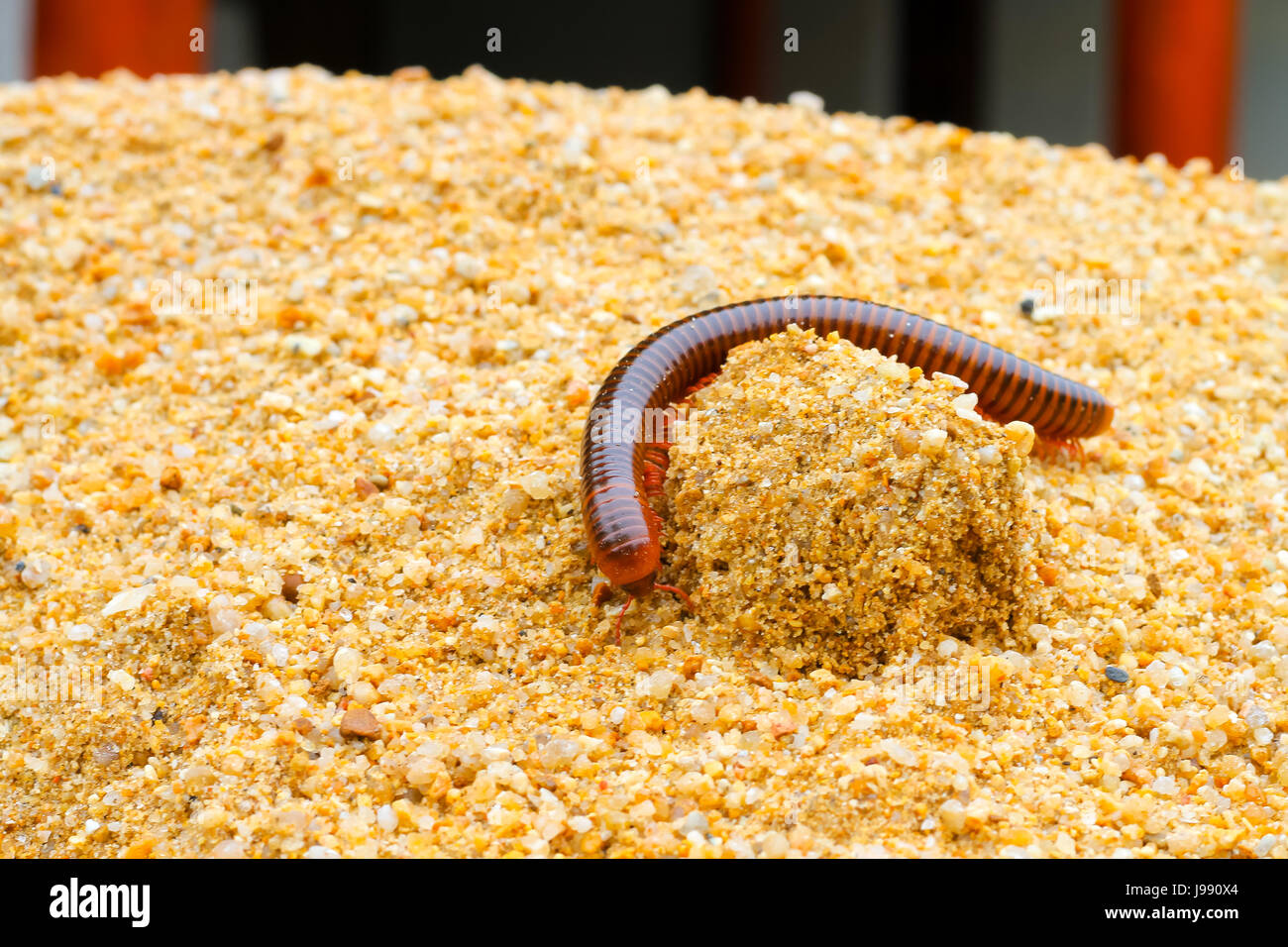 Millipede millipedes hi-res stock photography and images - Alamy