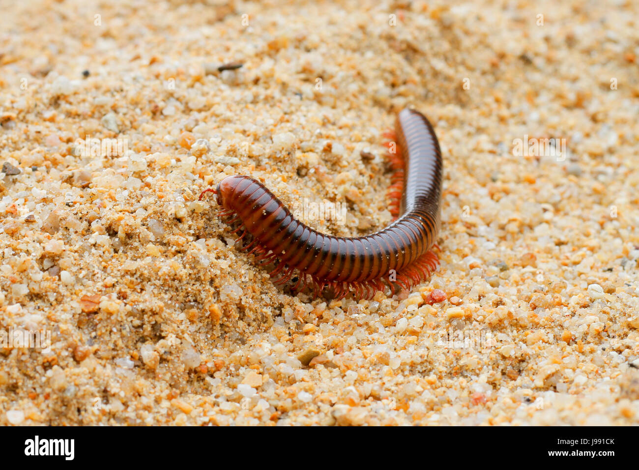 Millipede millipedes hi-res stock photography and images - Alamy