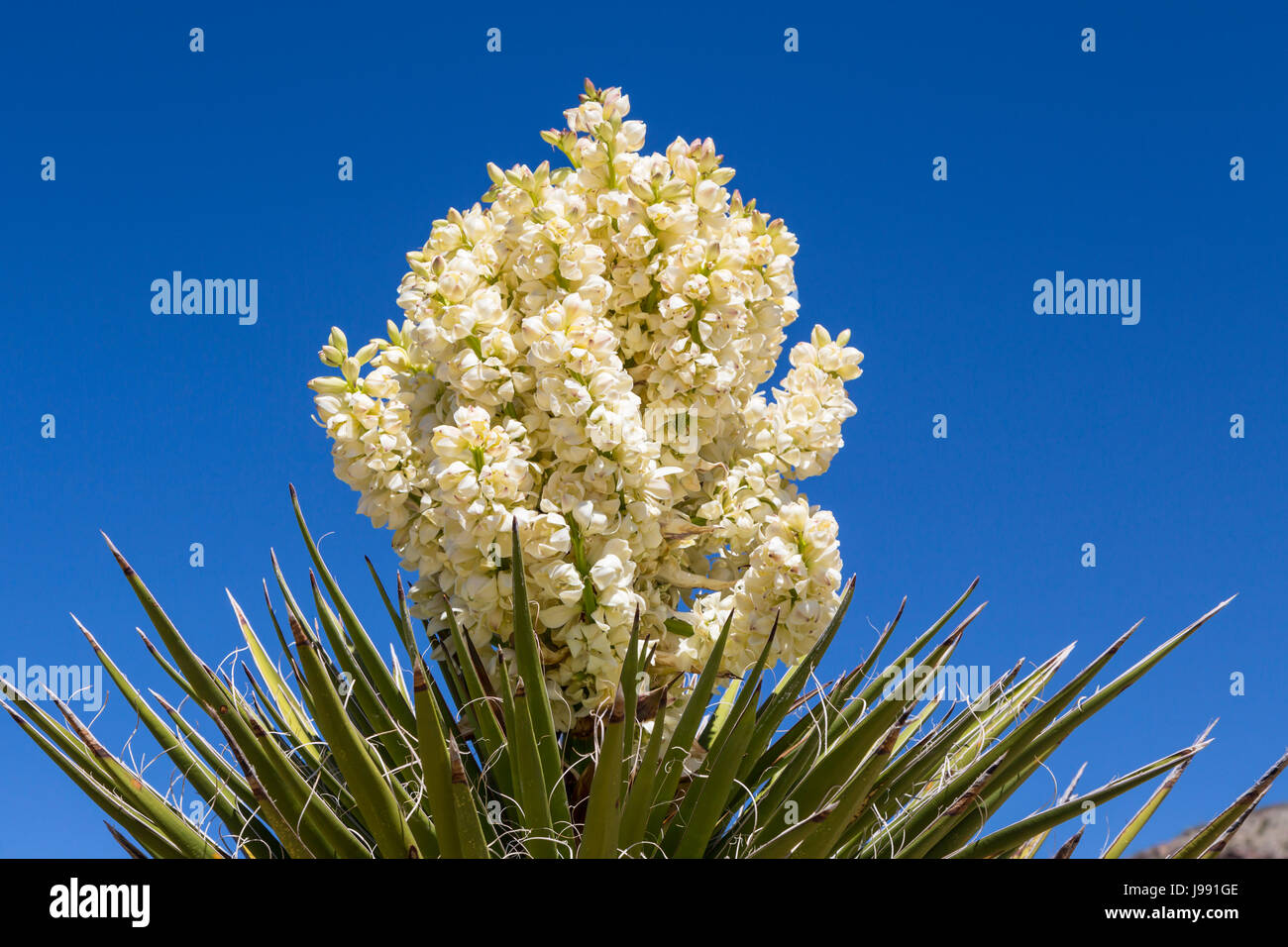 Large white yucca blossoms in Joshua Tree National Park, California ...
