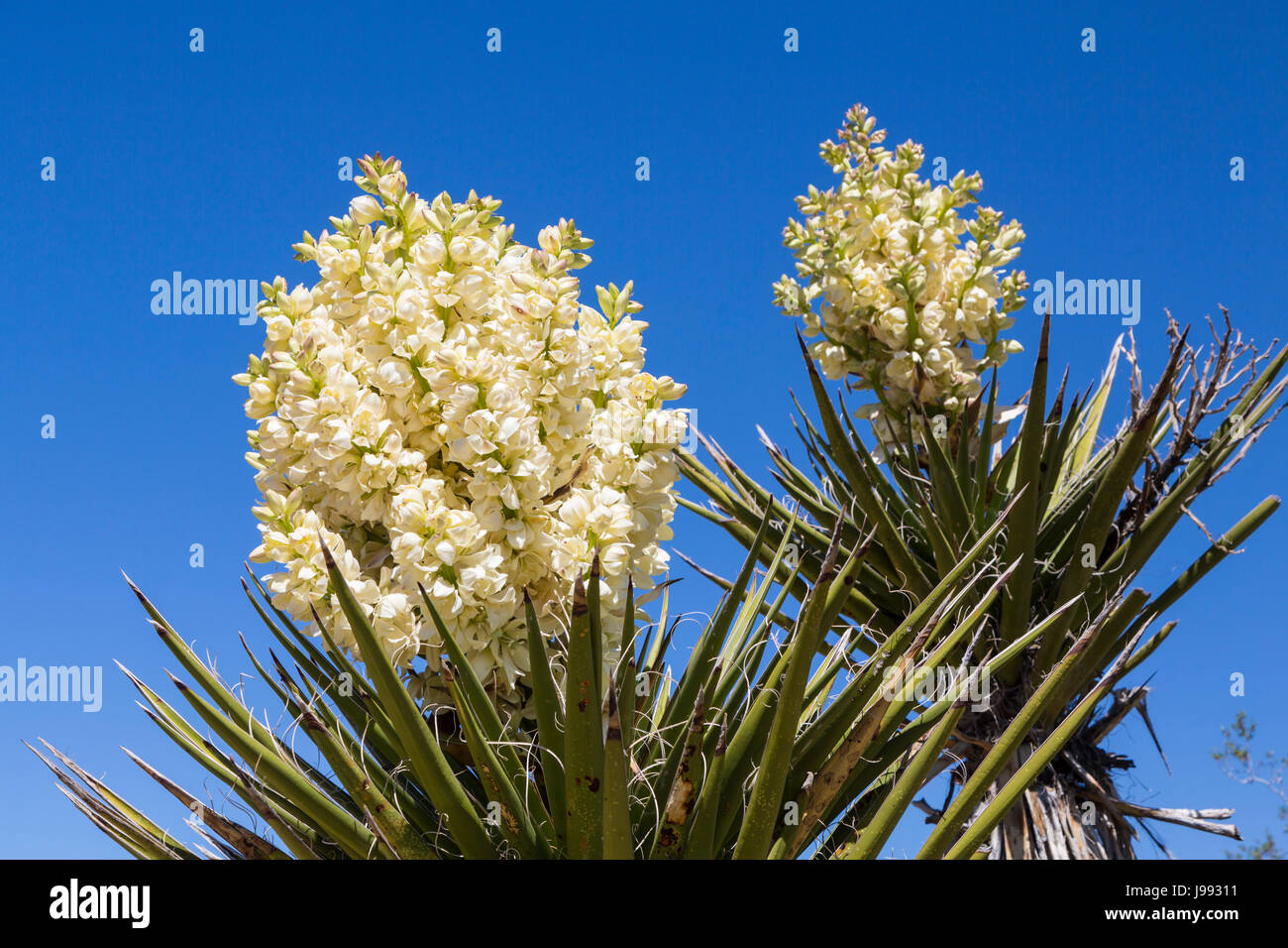 Large white yucca blossoms in Joshua Tree National Park, California ...