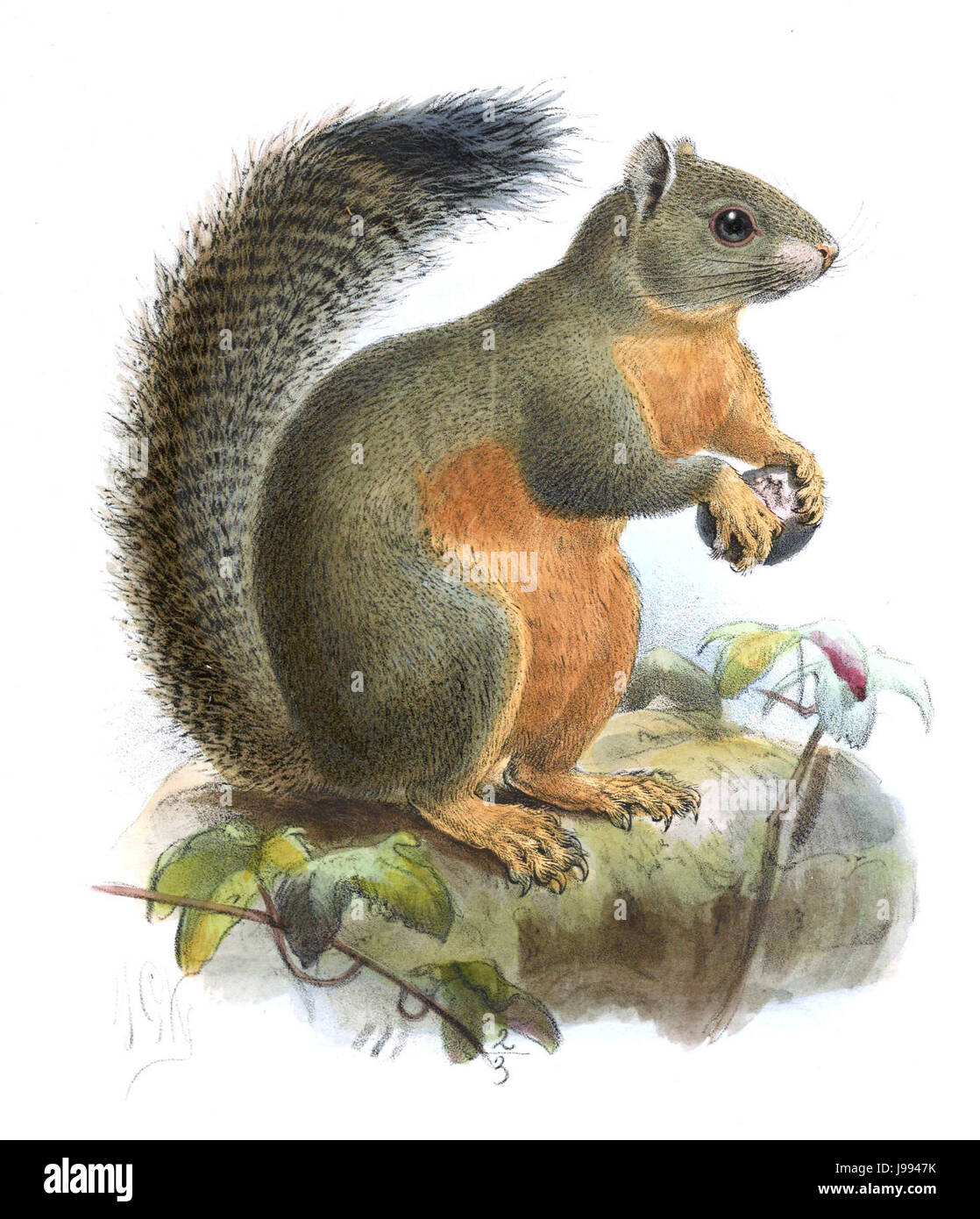 Sciurus Cut Out Stock Images & Pictures - Alamy